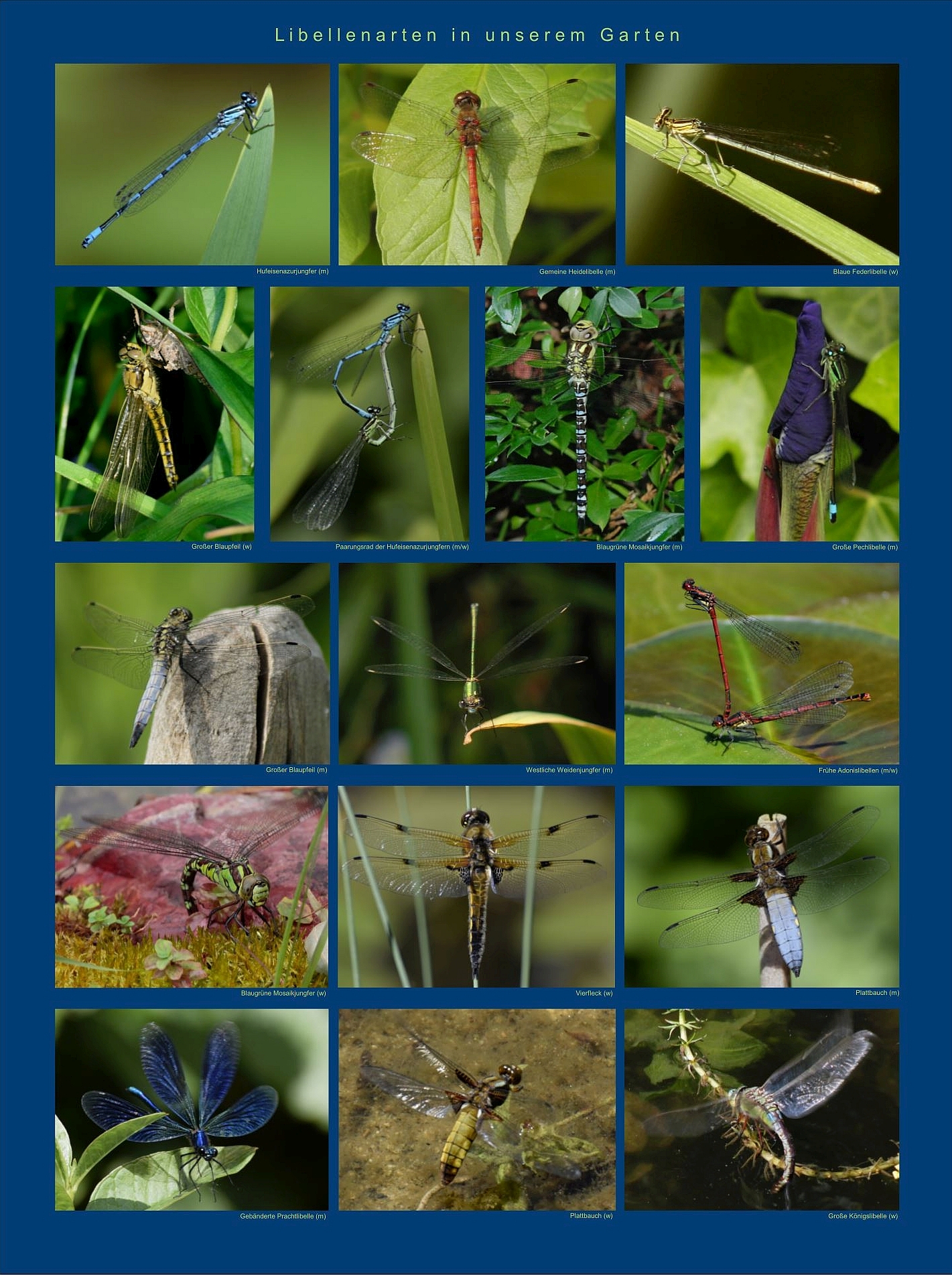 Ausstellung „Tierische Vielfalt im heimischen Garten“ 2021 | Teuppenhayn